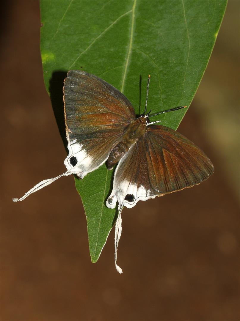 SLButterflies